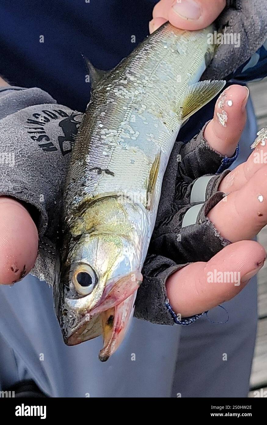 Ladyfish (Elops saurus Stock Photo - Alamy