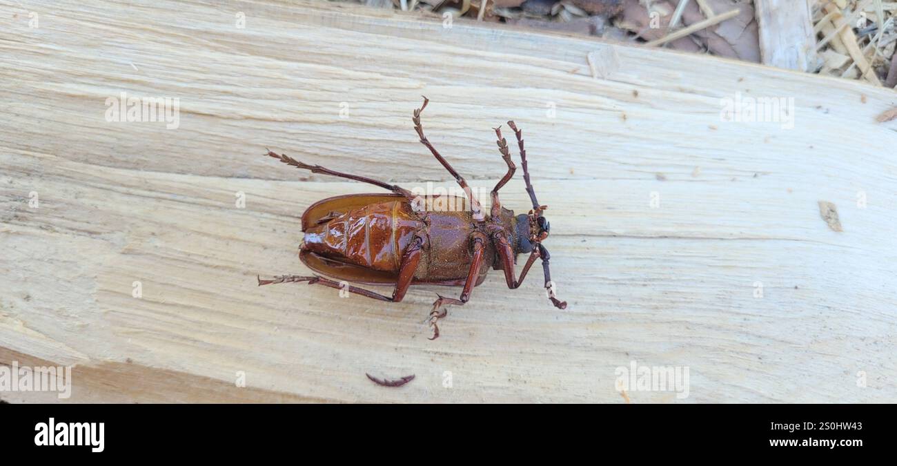California Root Borer (Prionus californicus Stock Photo - Alamy