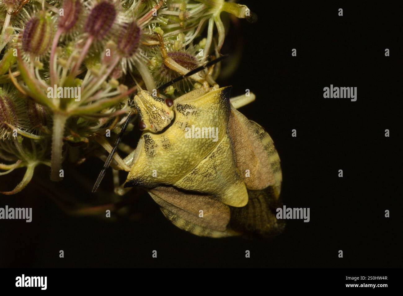 northern fruit bug (Carpocoris fuscispinus Stock Photo - Alamy