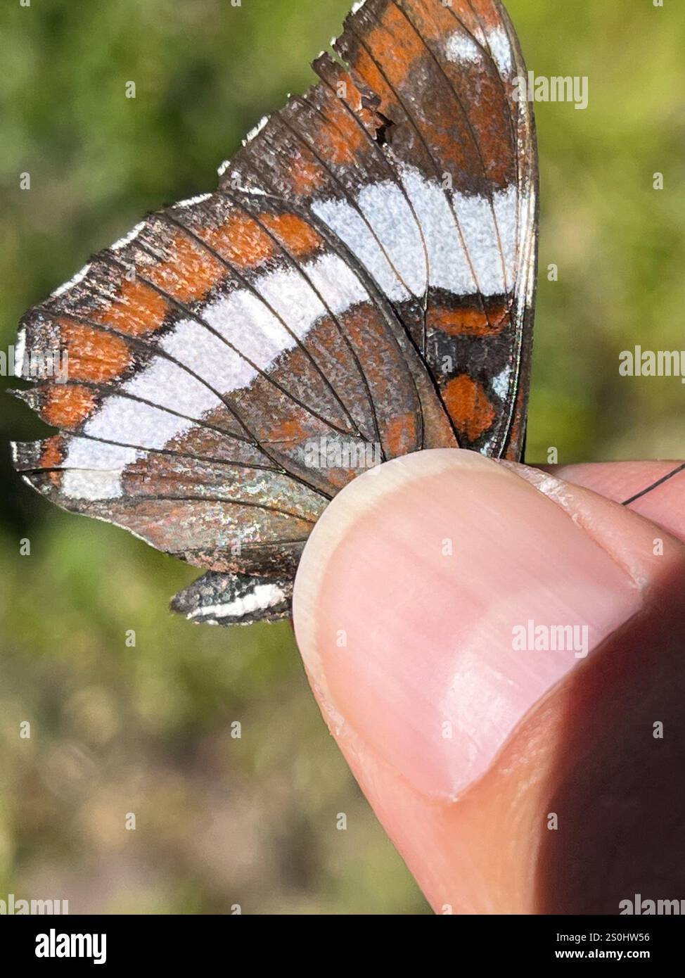 Western White Admiral (Limenitis arthemis rubrofasciata Stock Photo - Alamy