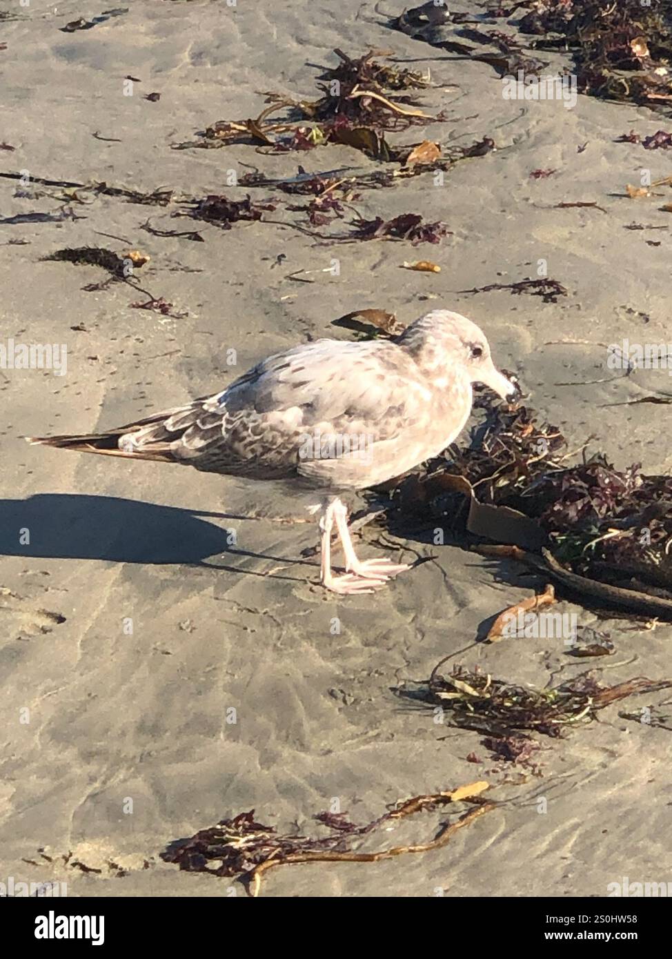 California Gull (Larus californicus Stock Photo - Alamy