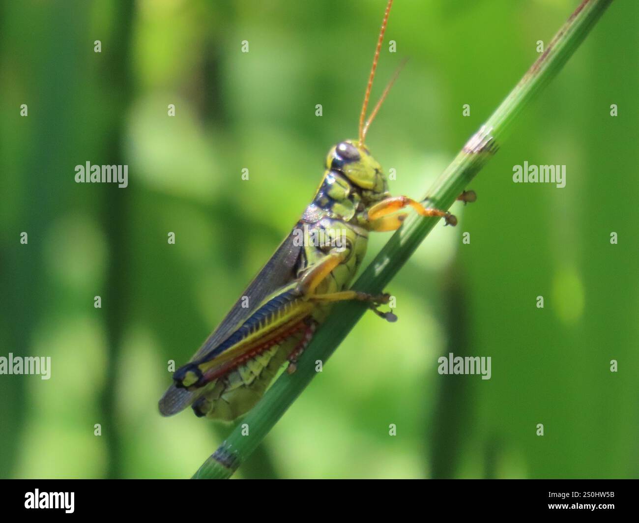 Red-legged Grasshopper (Melanoplus femurrubrum Stock Photo - Alamy