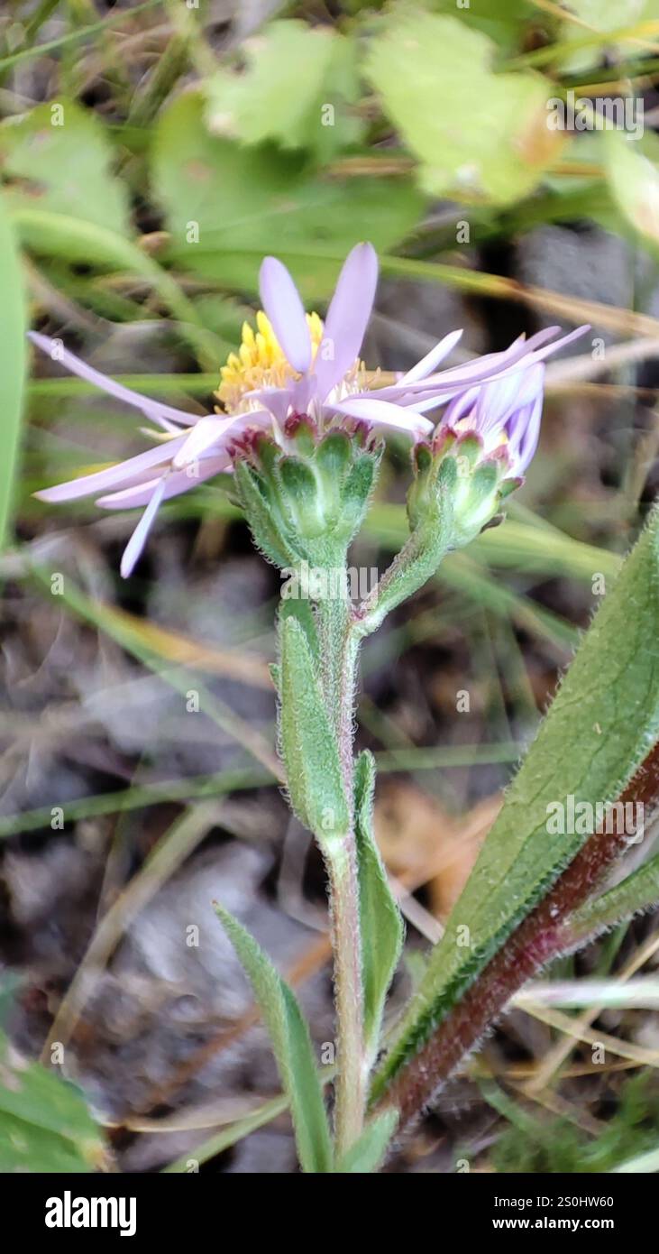 Italian Aster (Aster amellus Stock Photo - Alamy