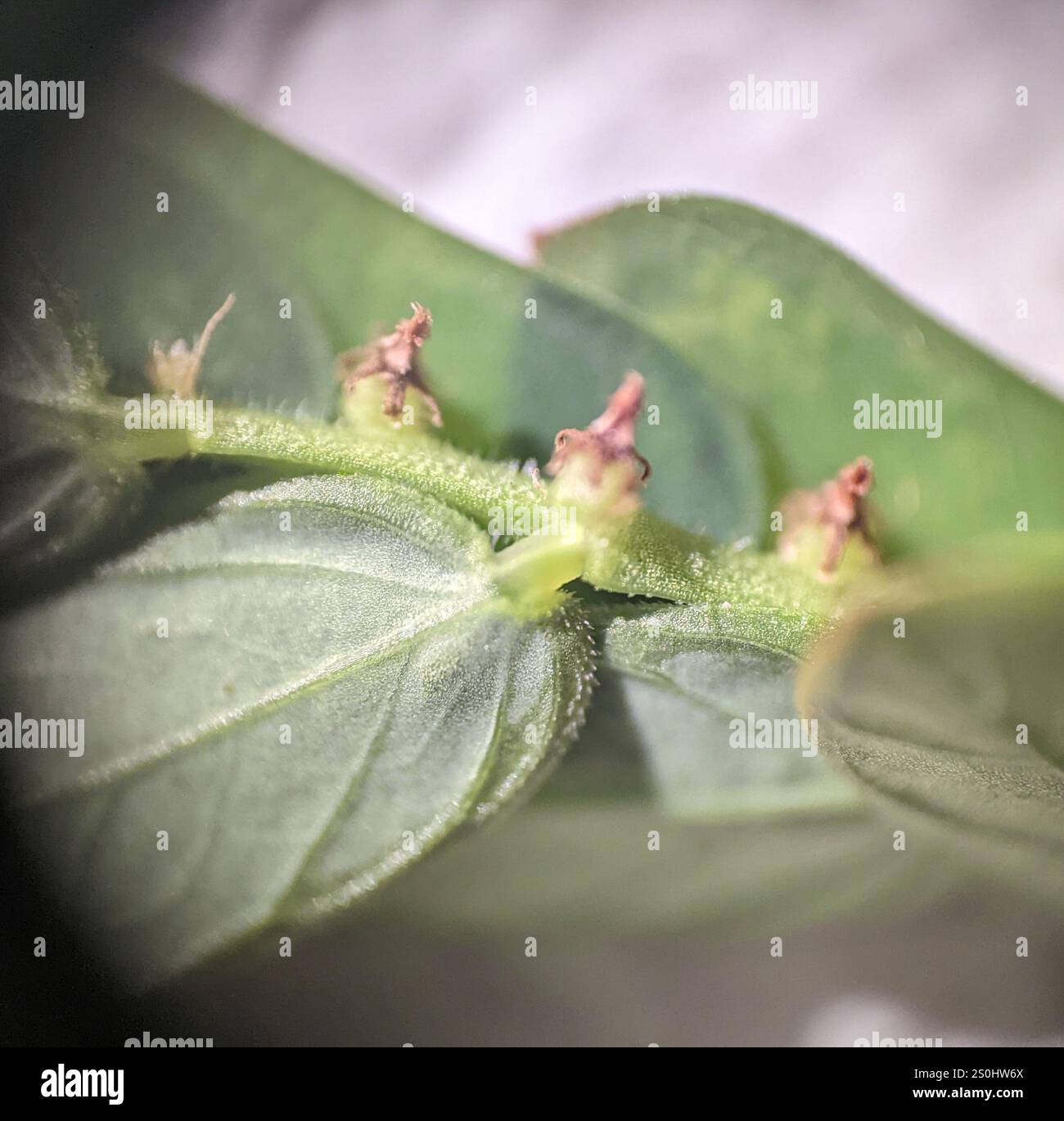 Chamberbitter (Phyllanthus urinaria Stock Photo - Alamy