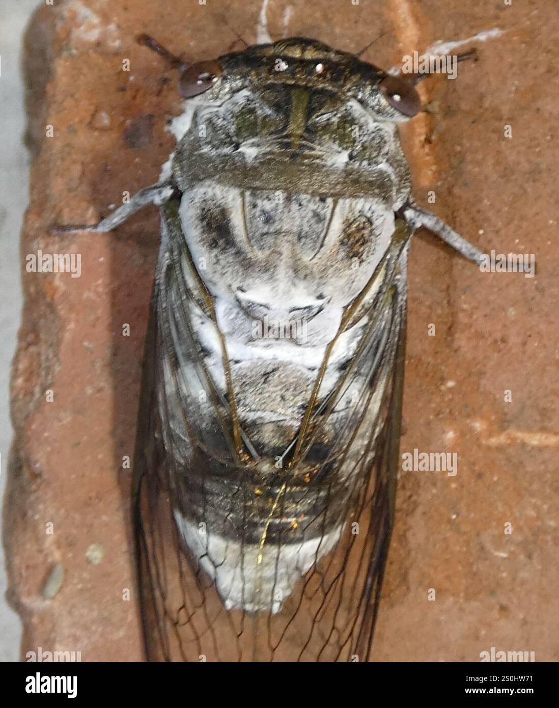 Northern Dusk-singing Cicada (Megatibicen grossa Stock Photo - Alamy
