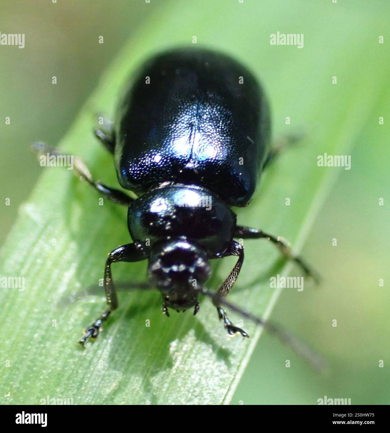 Alder Leaf Beetle (Agelastica alni Stock Photo - Alamy