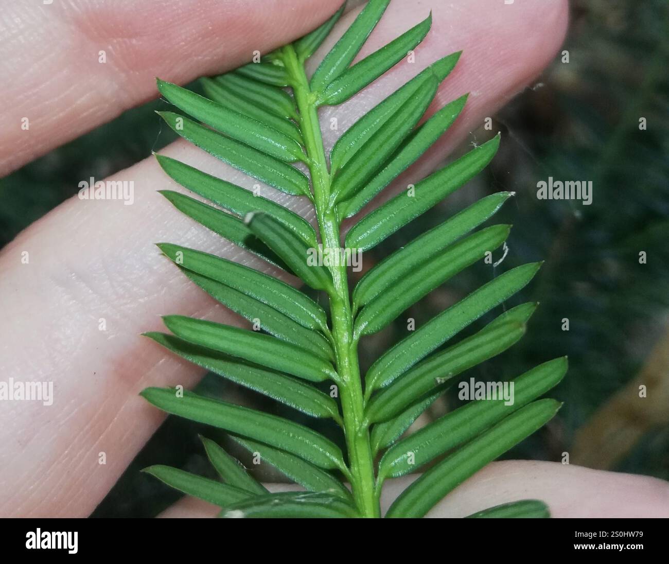 common yew (Taxus baccata Stock Photo - Alamy