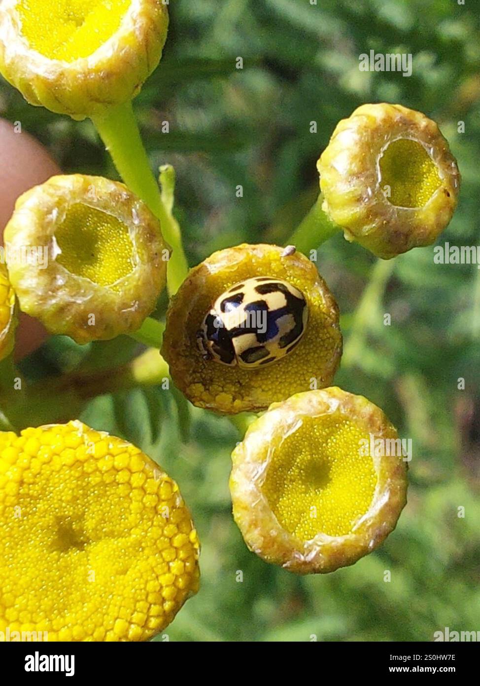 Fourteen-spotted Lady Beetle (Propylea quatuordecimpunctata Stock Photo ...
