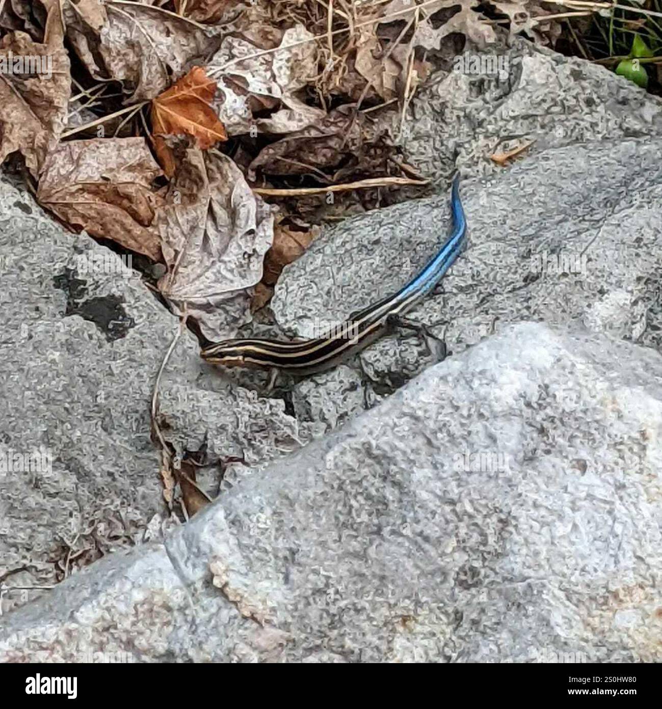 Common Five-lined Skink (Plestiodon fasciatus Stock Photo - Alamy