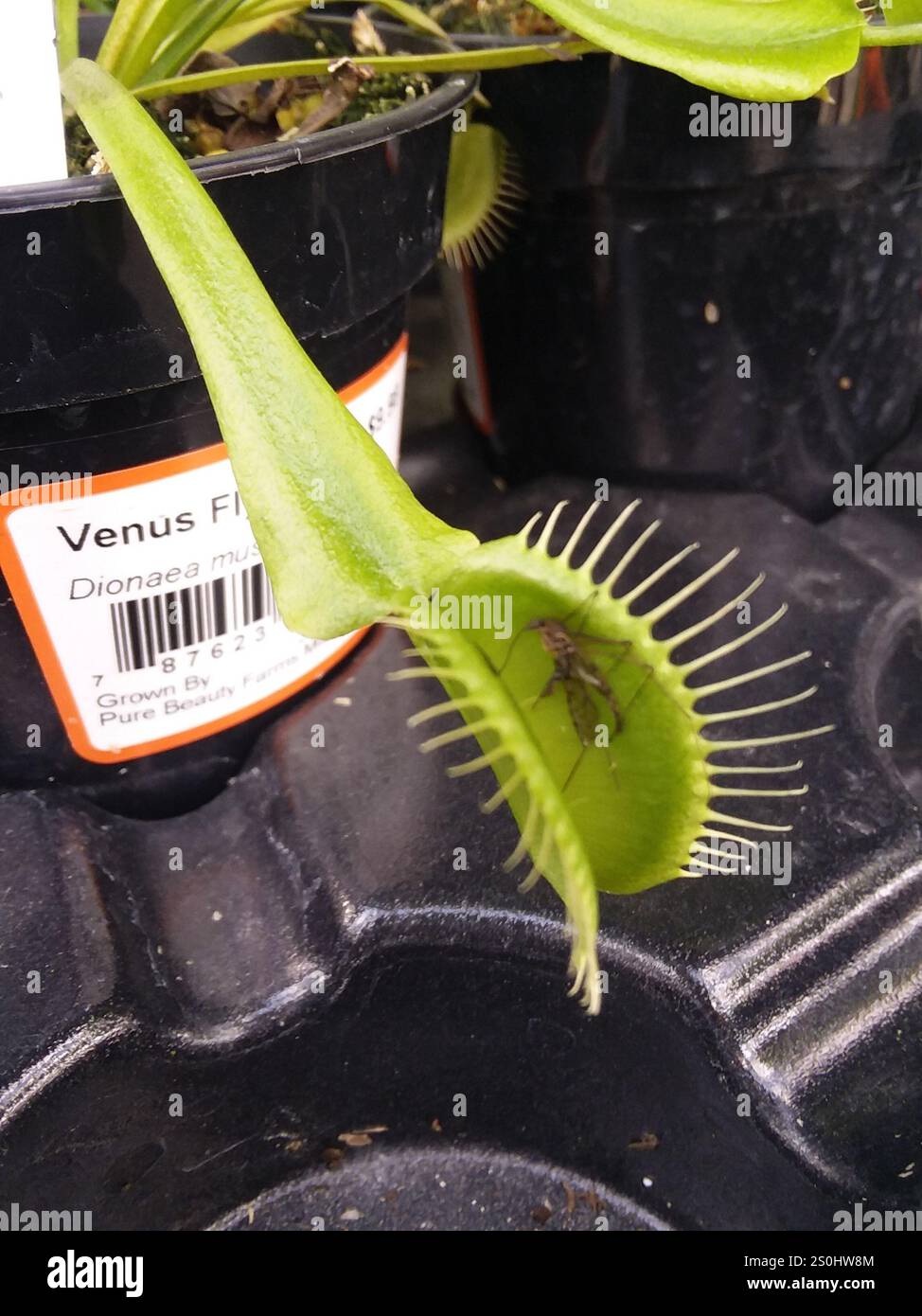 Crane Flies (Tipulomorpha Stock Photo - Alamy