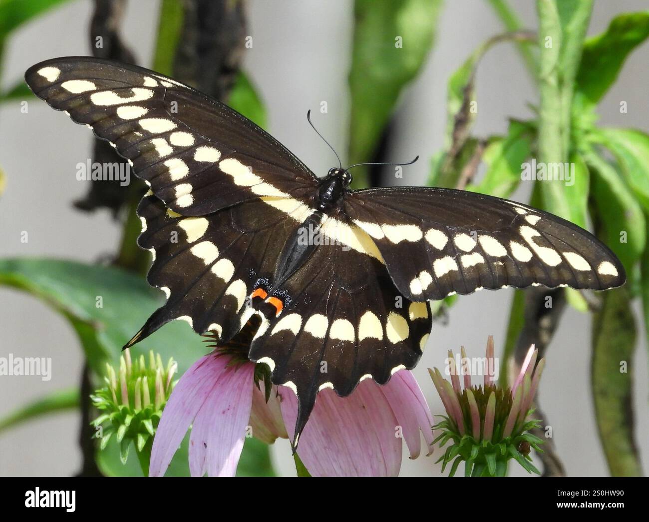 Eastern Giant Swallowtail (Heraclides cresphontes Stock Photo - Alamy