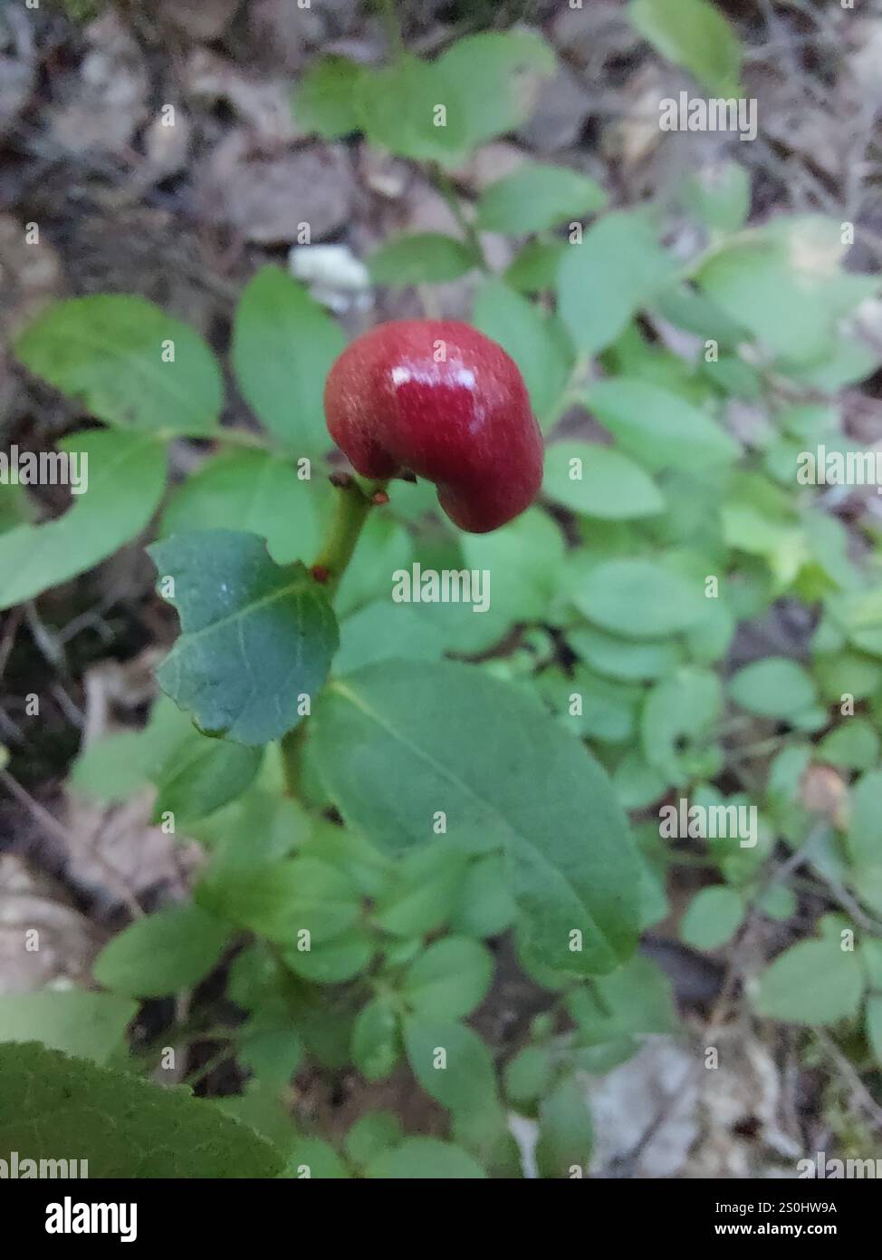 Blueberry Stem Gall Wasp (Hemadas nubilipennis Stock Photo - Alamy