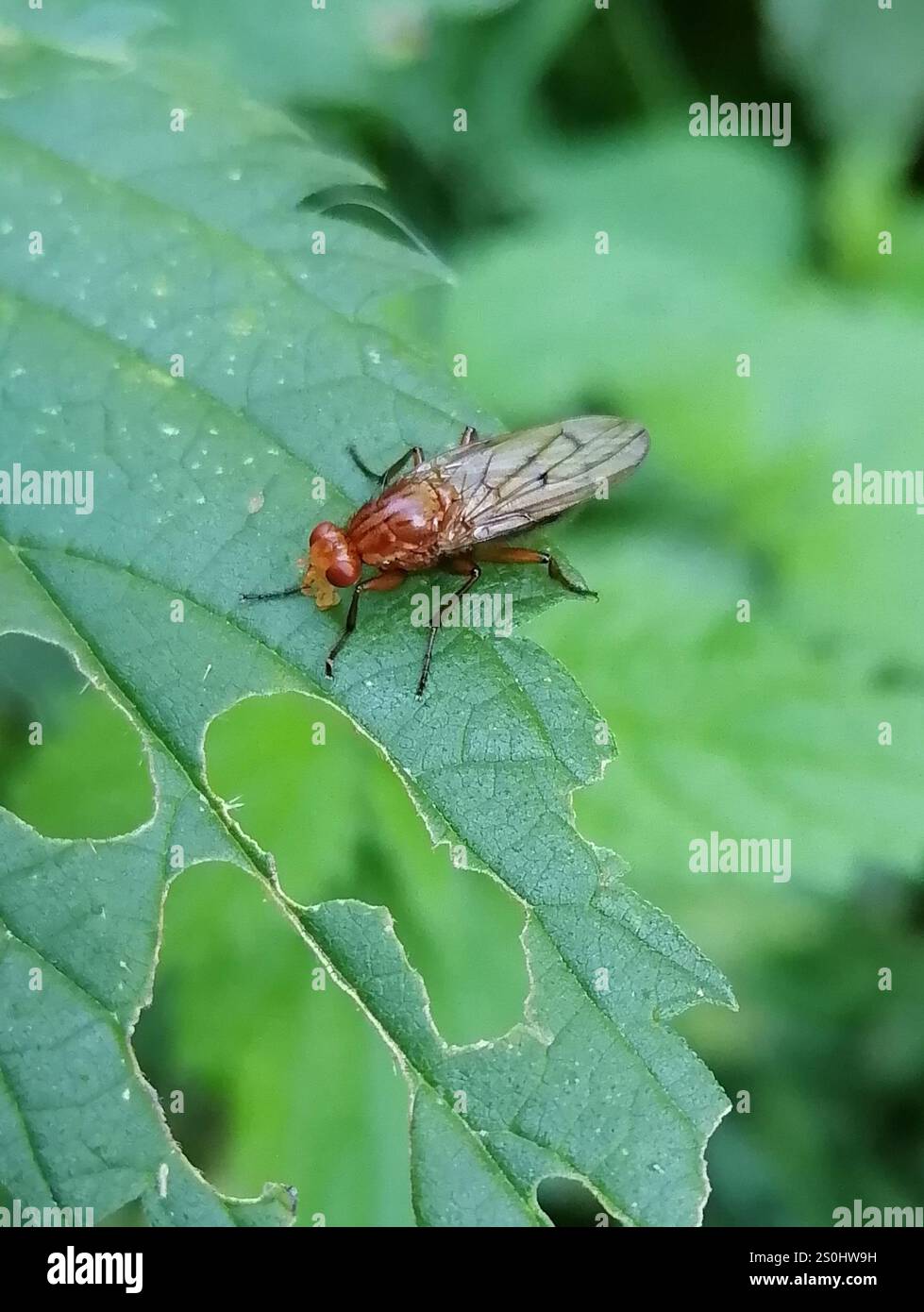 Hooded Dryomyza (Dryomyza anilis Stock Photo - Alamy
