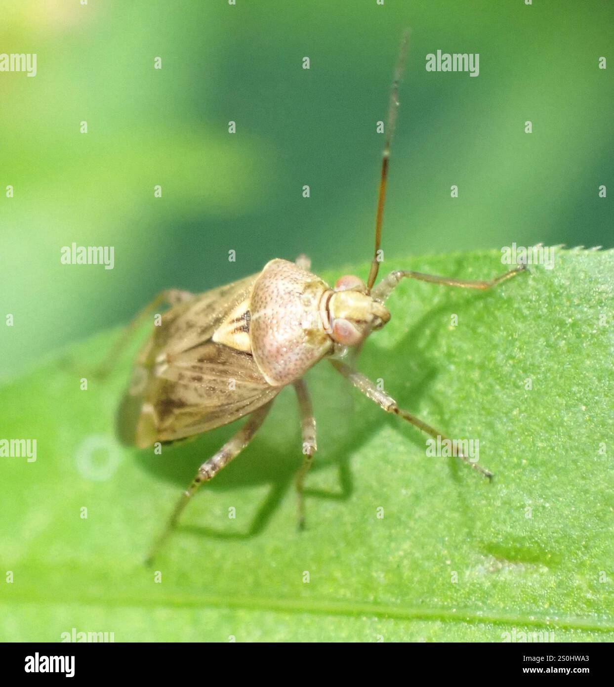 European Tarnished Plant Bug (Lygus rugulipennis Stock Photo - Alamy