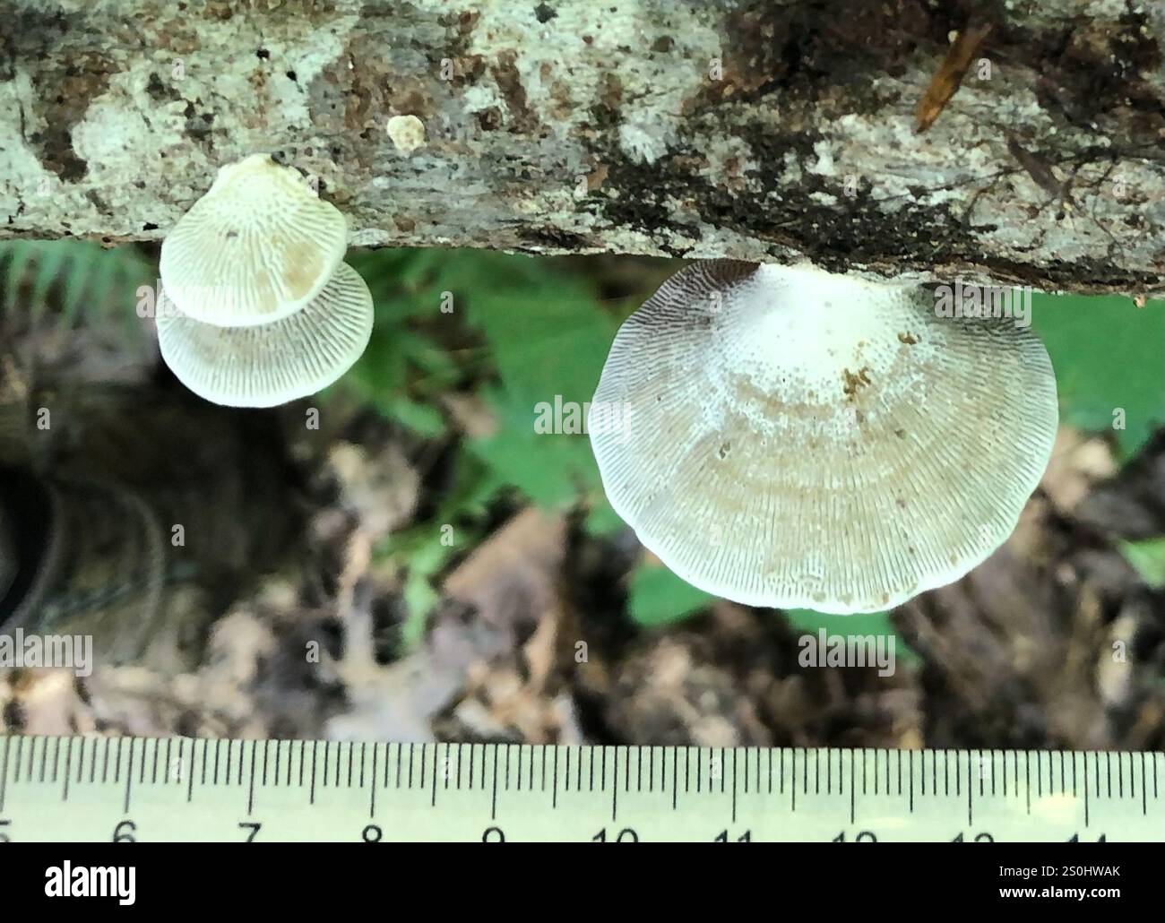 Thin-walled Maze Polypore (Daedaleopsis confragosa Stock Photo - Alamy