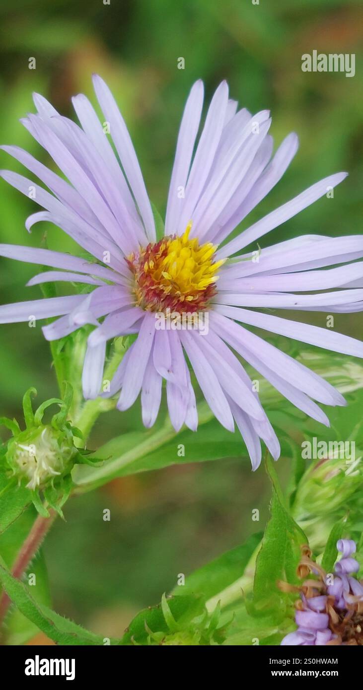 swamp aster (Symphyotrichum puniceum Stock Photo - Alamy