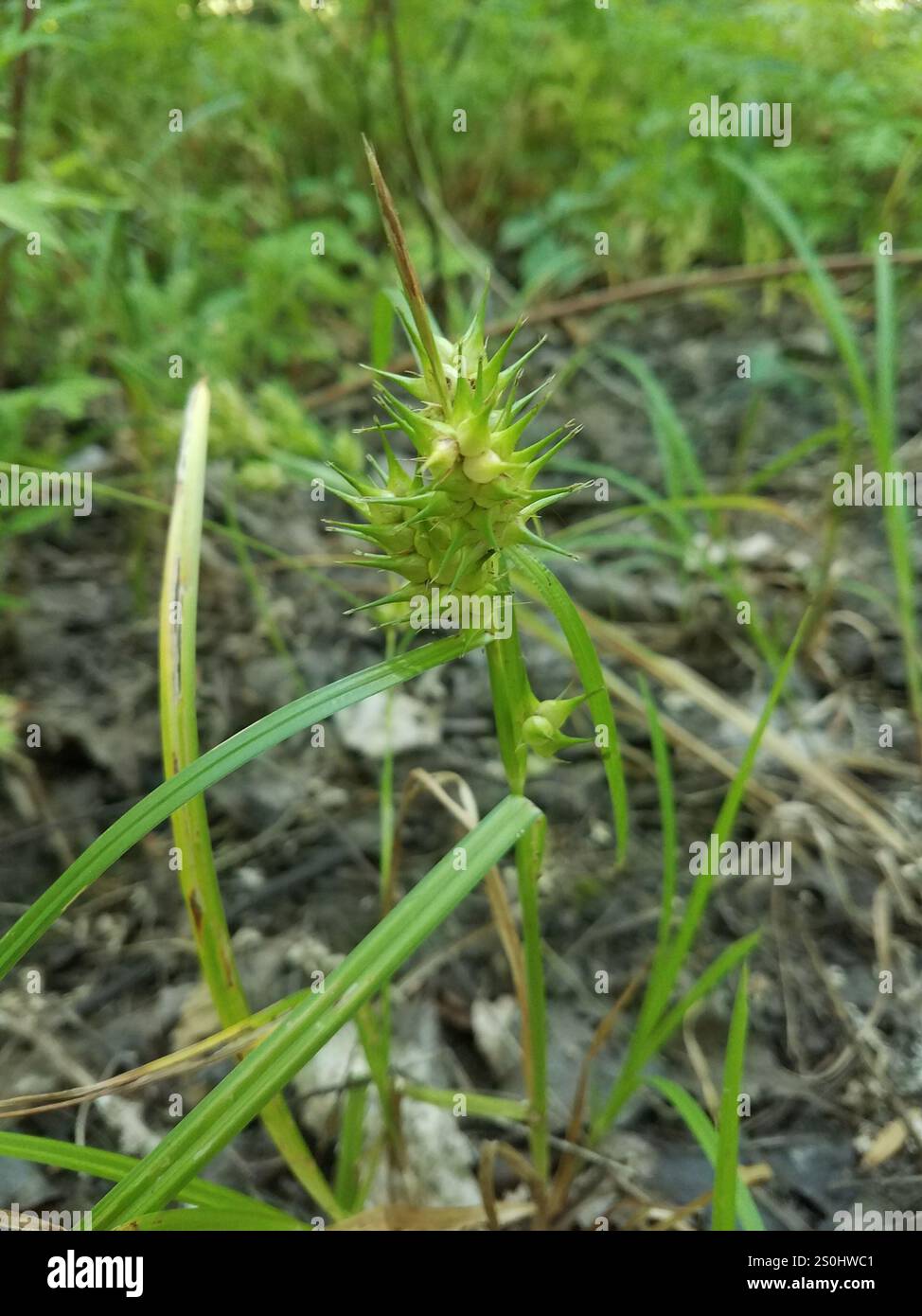 hop sedge (Carex lupulina Stock Photo - Alamy
