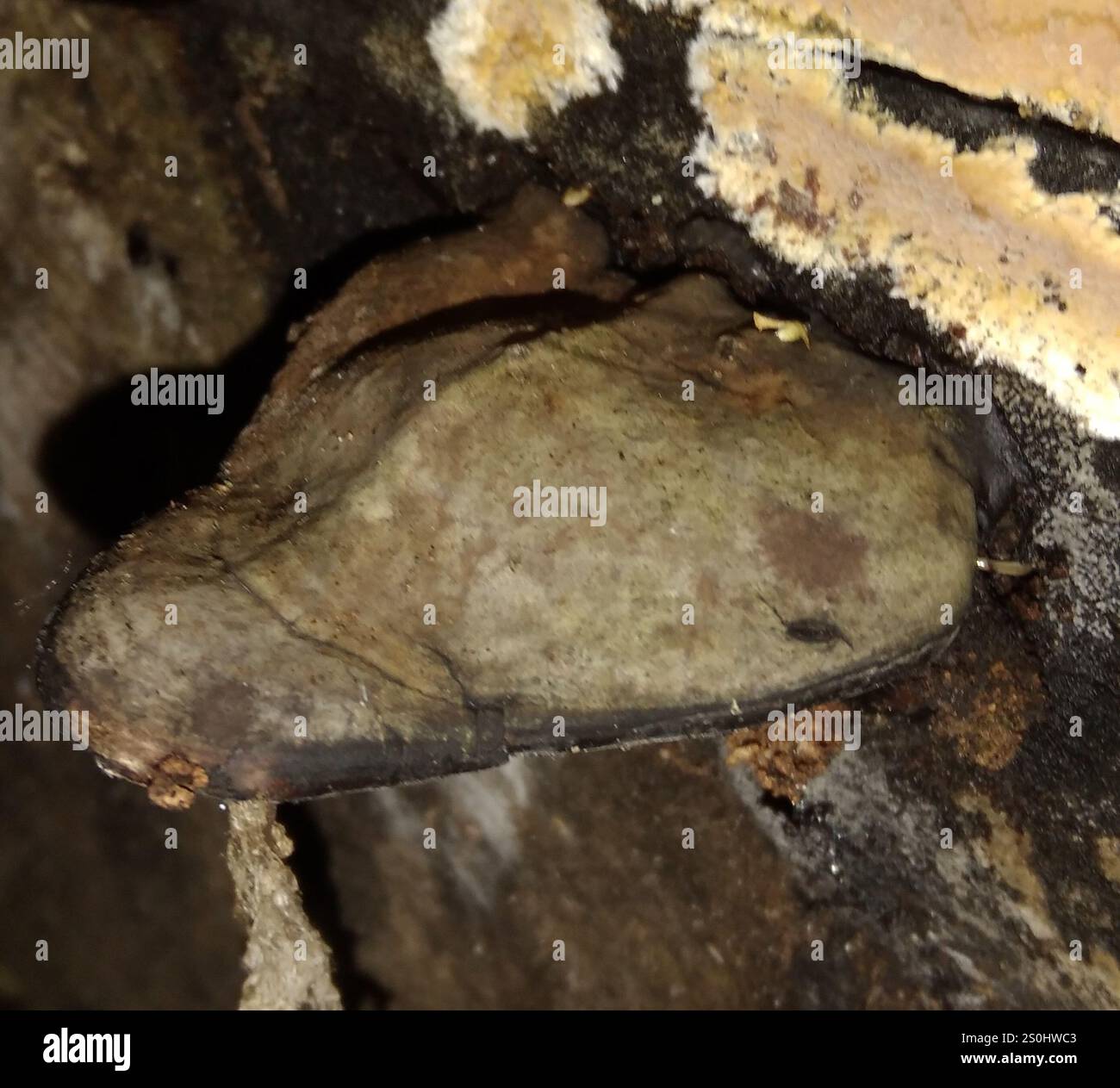 artist's bracket (Ganoderma applanatum Stock Photo - Alamy