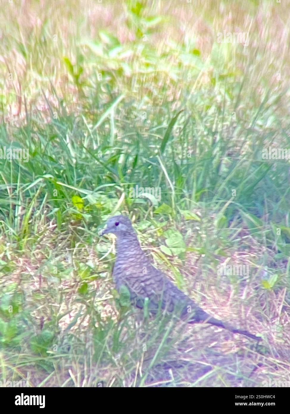 Inca Dove (Columbina inca Stock Photo - Alamy