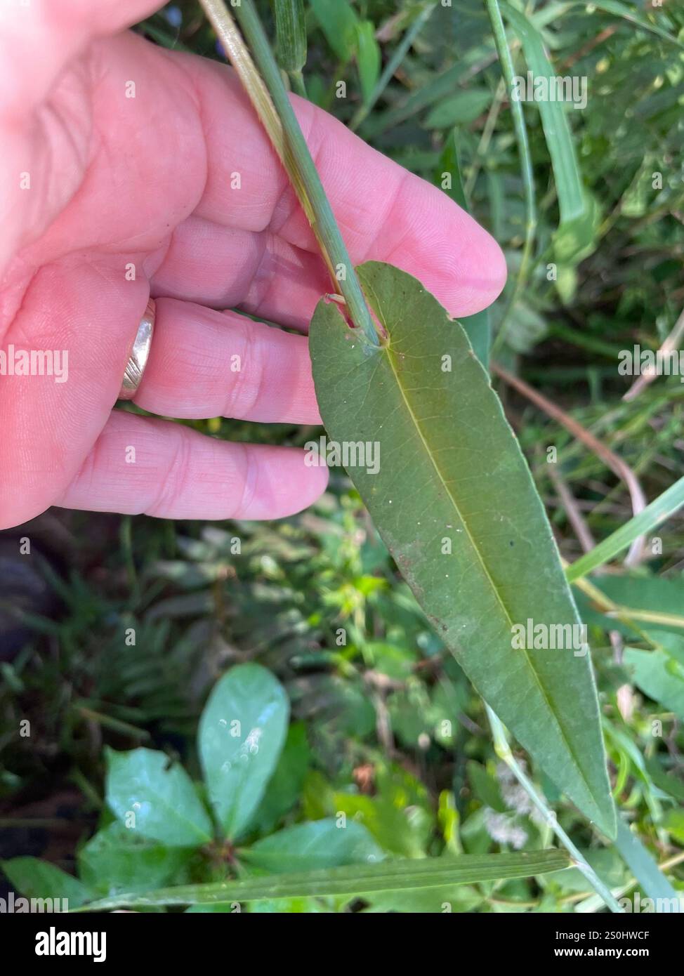 arrow-leaved tearthumb (Persicaria sagittata Stock Photo - Alamy