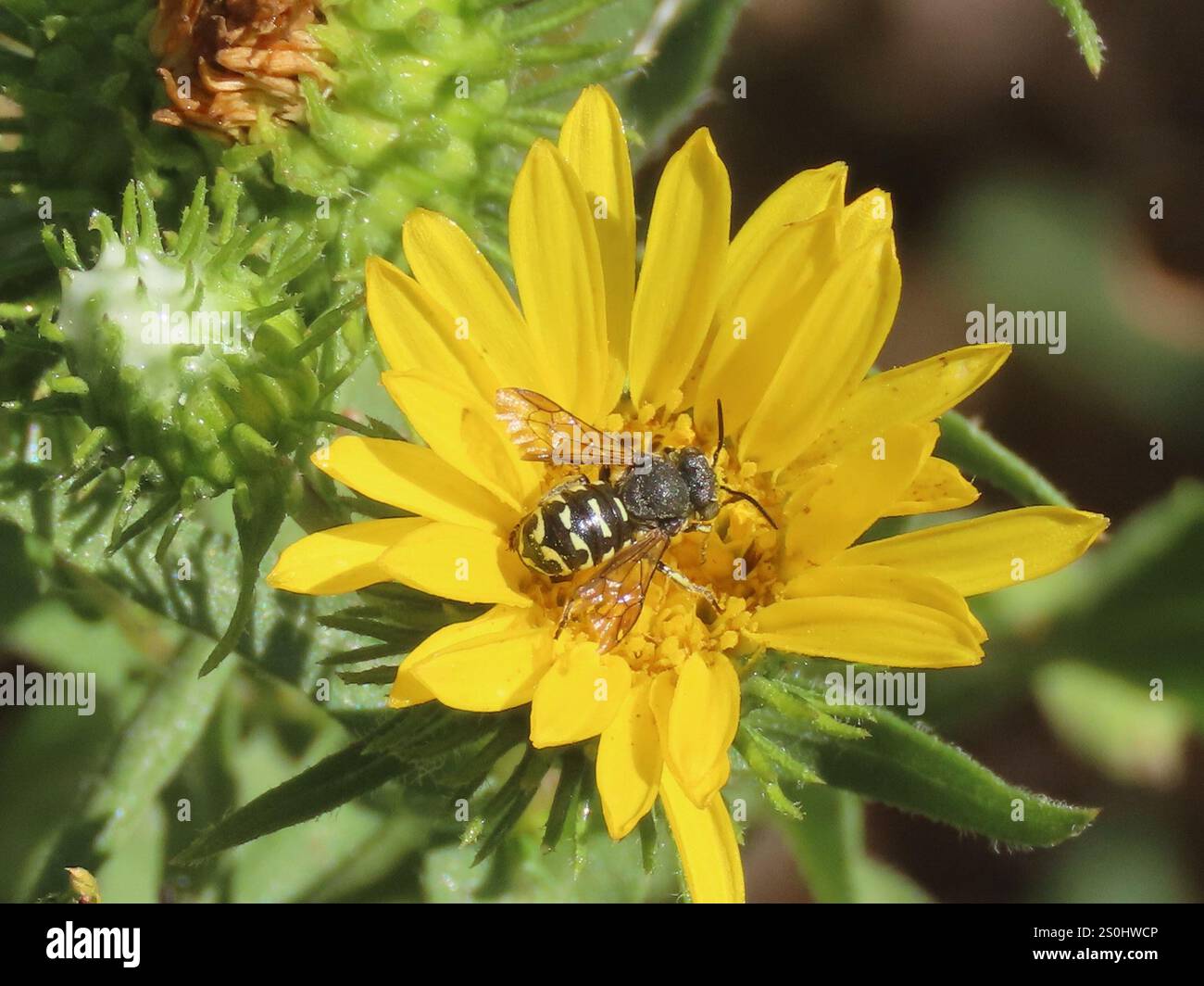 Pebble bees (Dianthidium Stock Photo - Alamy