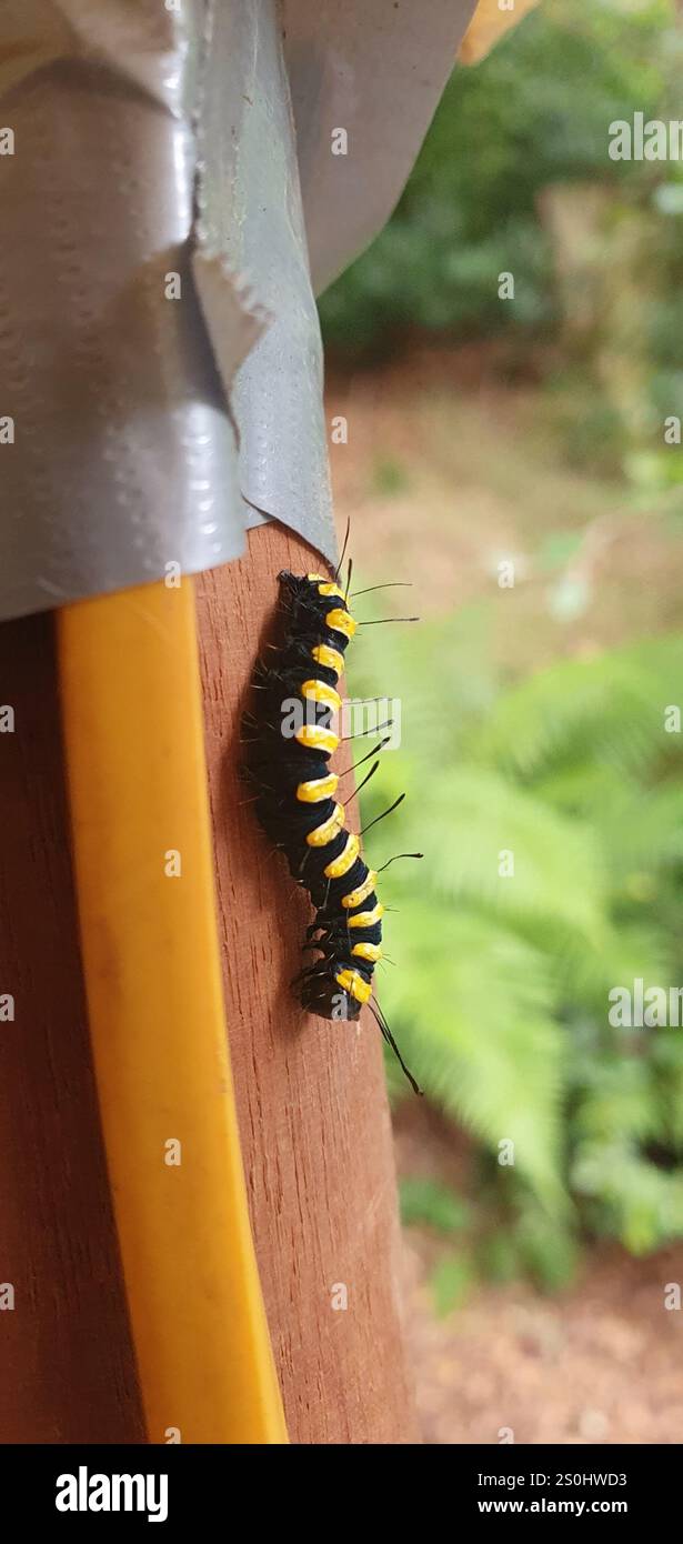 Alder Moth (Acronicta alni Stock Photo - Alamy