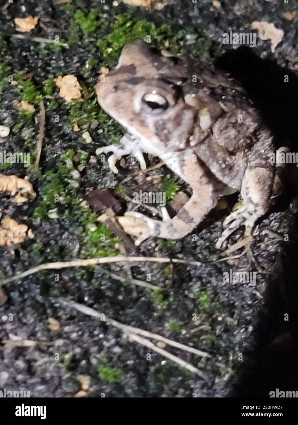 Southern Toad (Anaxyrus terrestris Stock Photo - Alamy