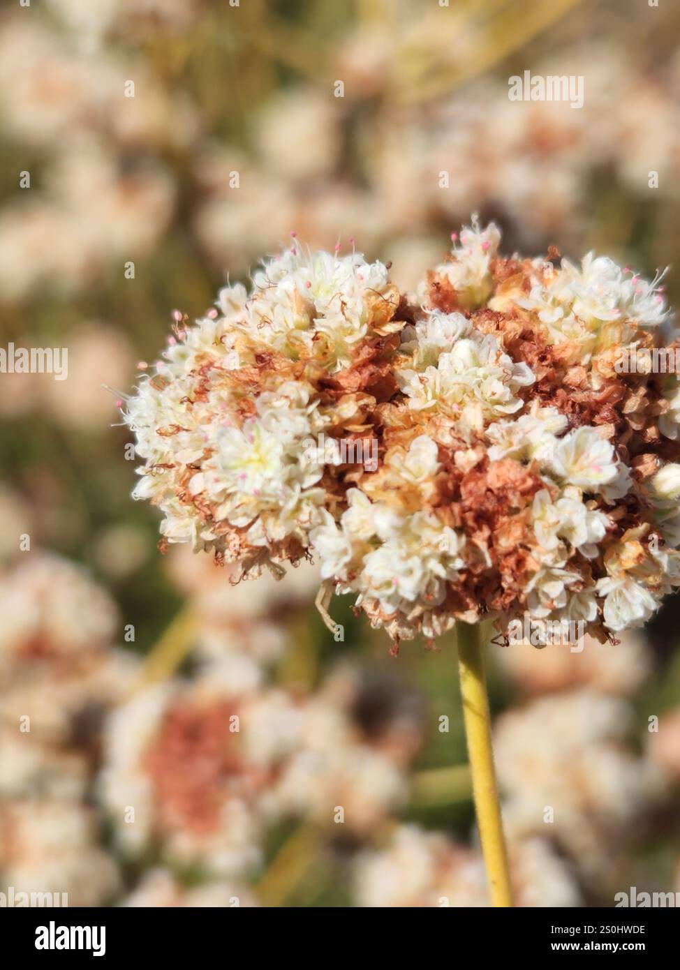 California Buckwheat (Eriogonum fasciculatum Stock Photo - Alamy