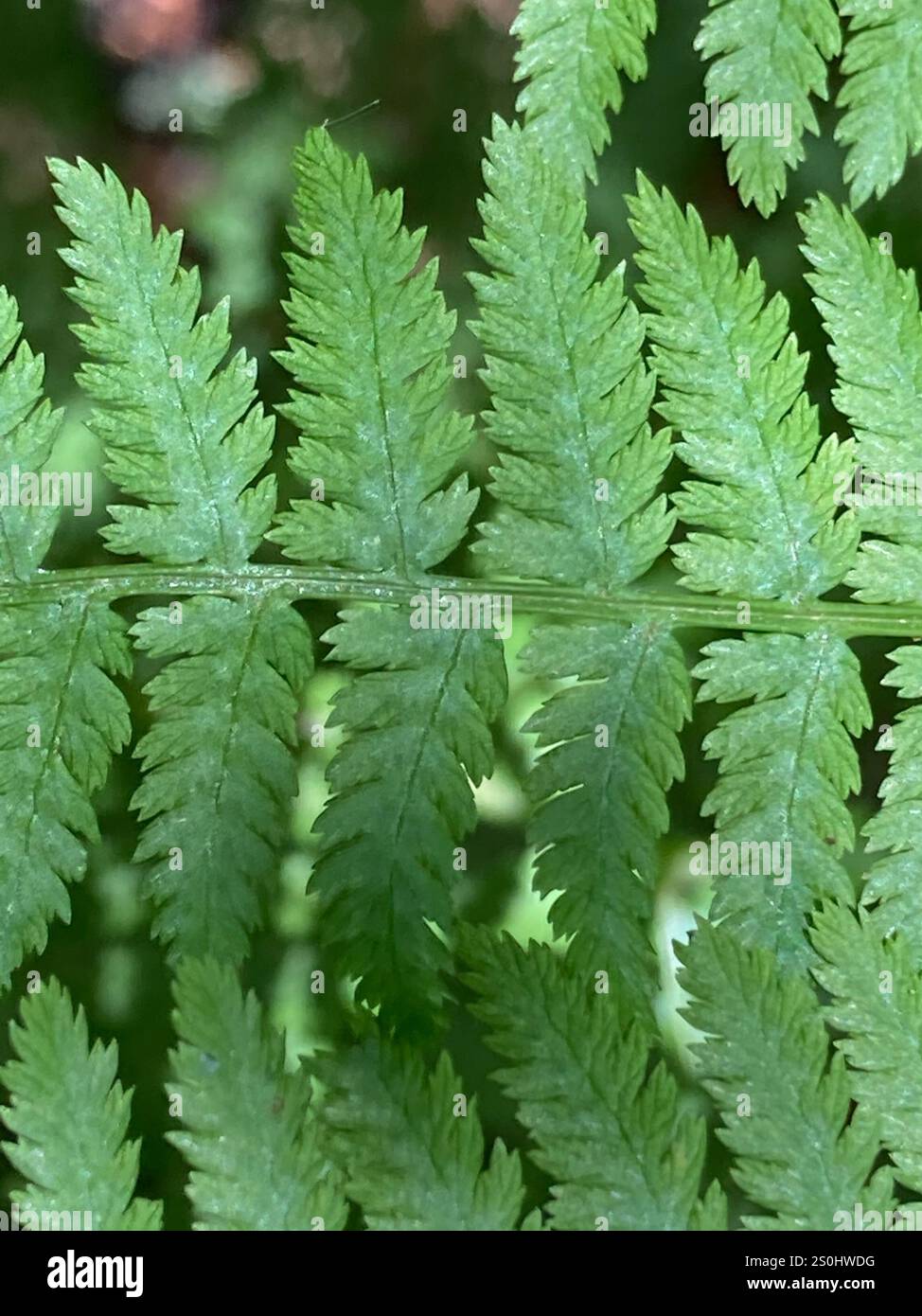lady fern (Athyrium filix-femina Stock Photo - Alamy