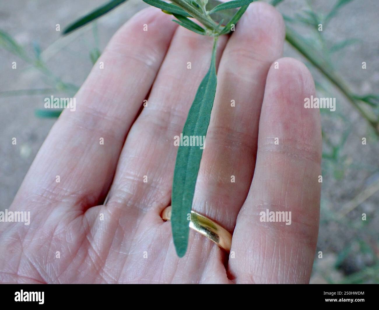 Grass-leaved Orache (Atriplex littoralis Stock Photo - Alamy