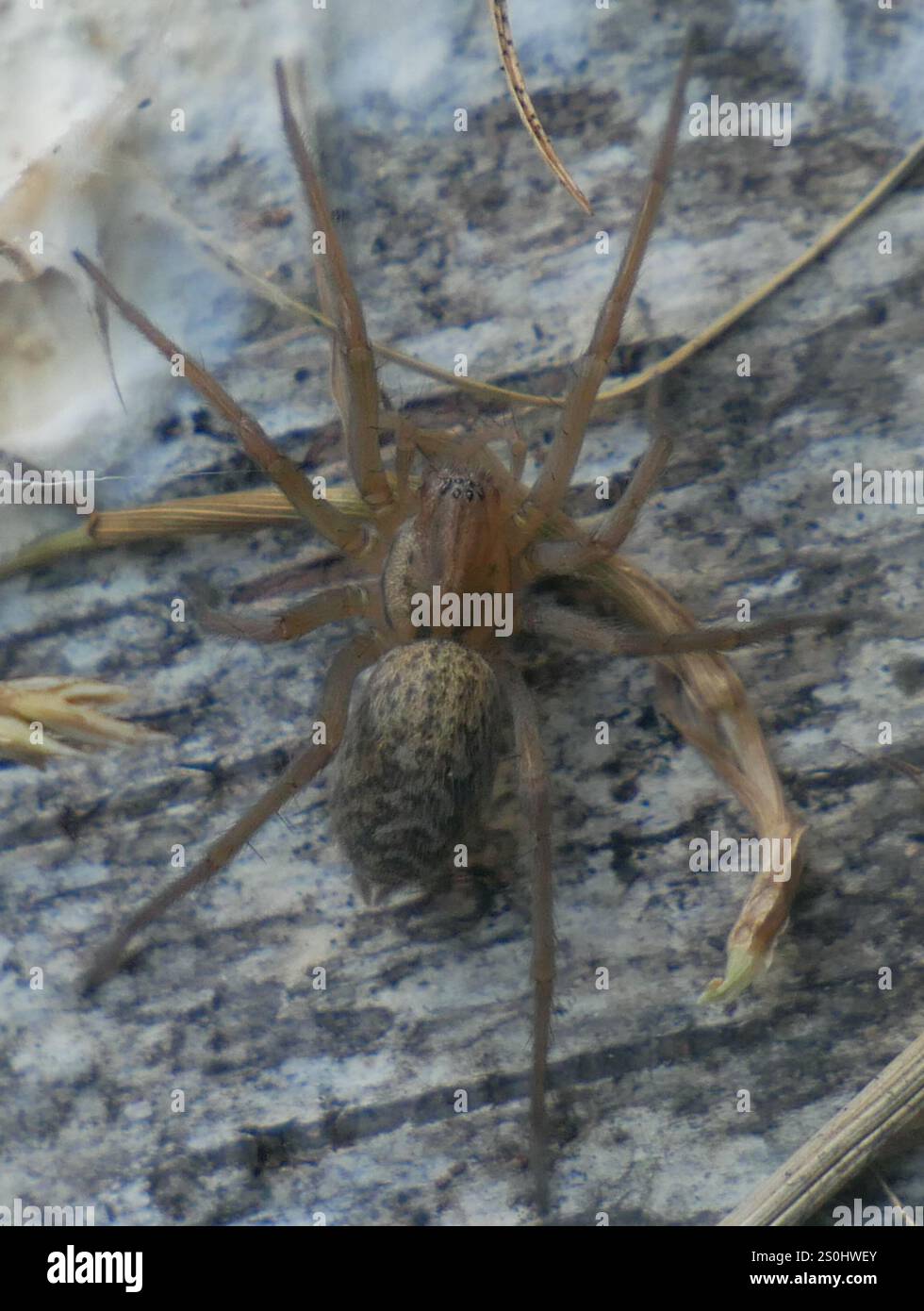 Hobo Spider (Eratigena agrestis Stock Photo - Alamy