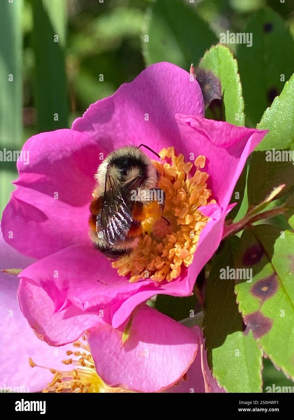 Tricolored Bumble Bee (Bombus ternarius Stock Photo - Alamy
