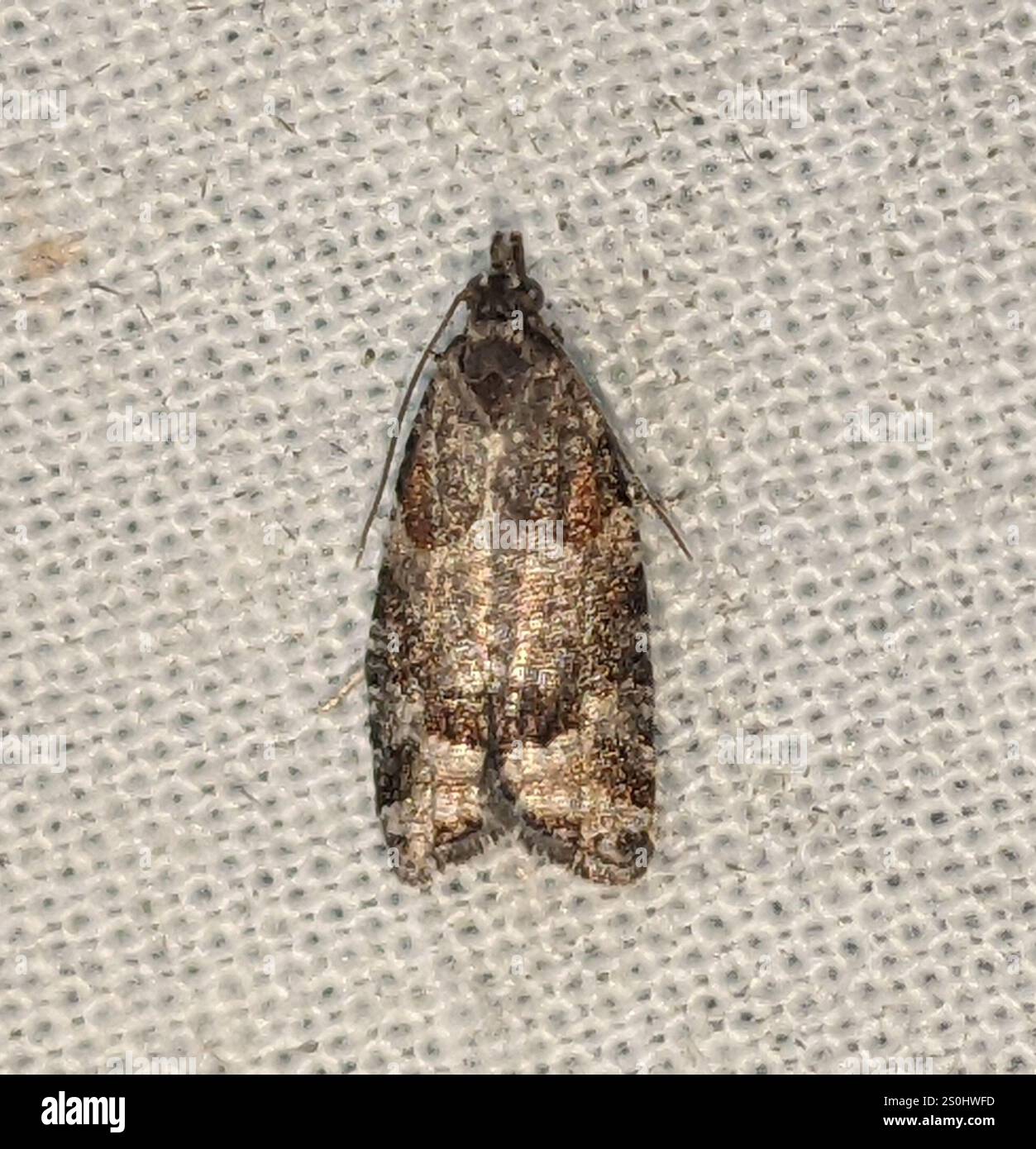 Red-striped Needleworm Moth (Epinotia radicana Stock Photo - Alamy