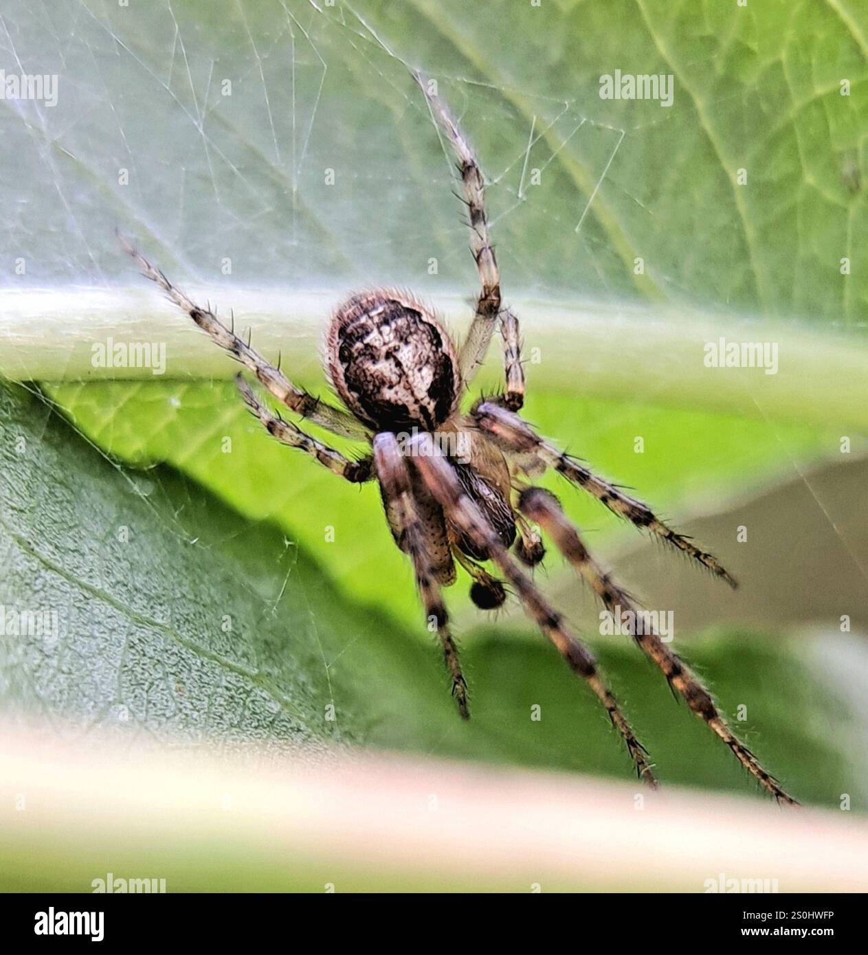 Silver-sided Sector Spider (Zygiella x-notata Stock Photo - Alamy