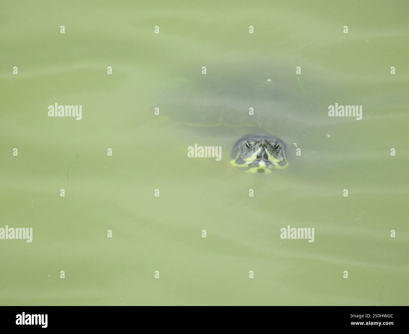 Yellow-bellied Slider (Trachemys scripta scripta Stock Photo - Alamy