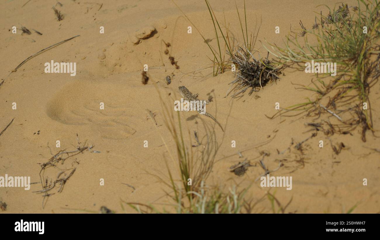 Central Asian Toadhead Agama (Phrynocephalus guttatus Stock Photo - Alamy