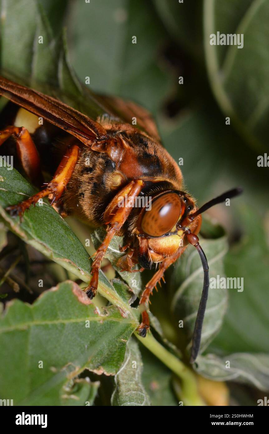 Eastern Cicada-killer Wasp (Sphecius speciosus Stock Photo - Alamy