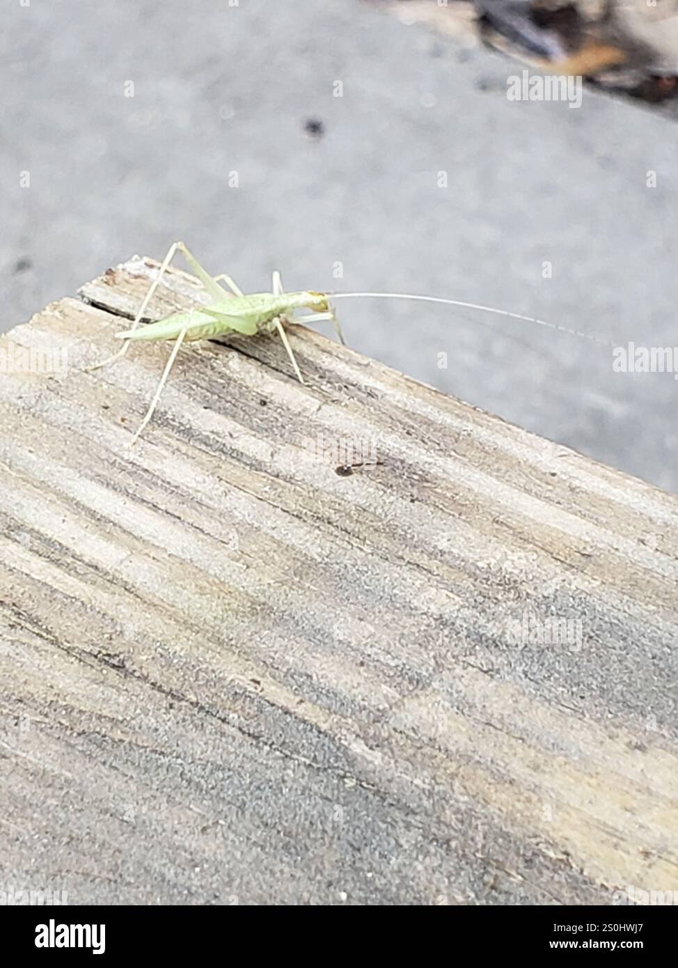 Common Tree Crickets (Oecanthus Stock Photo - Alamy
