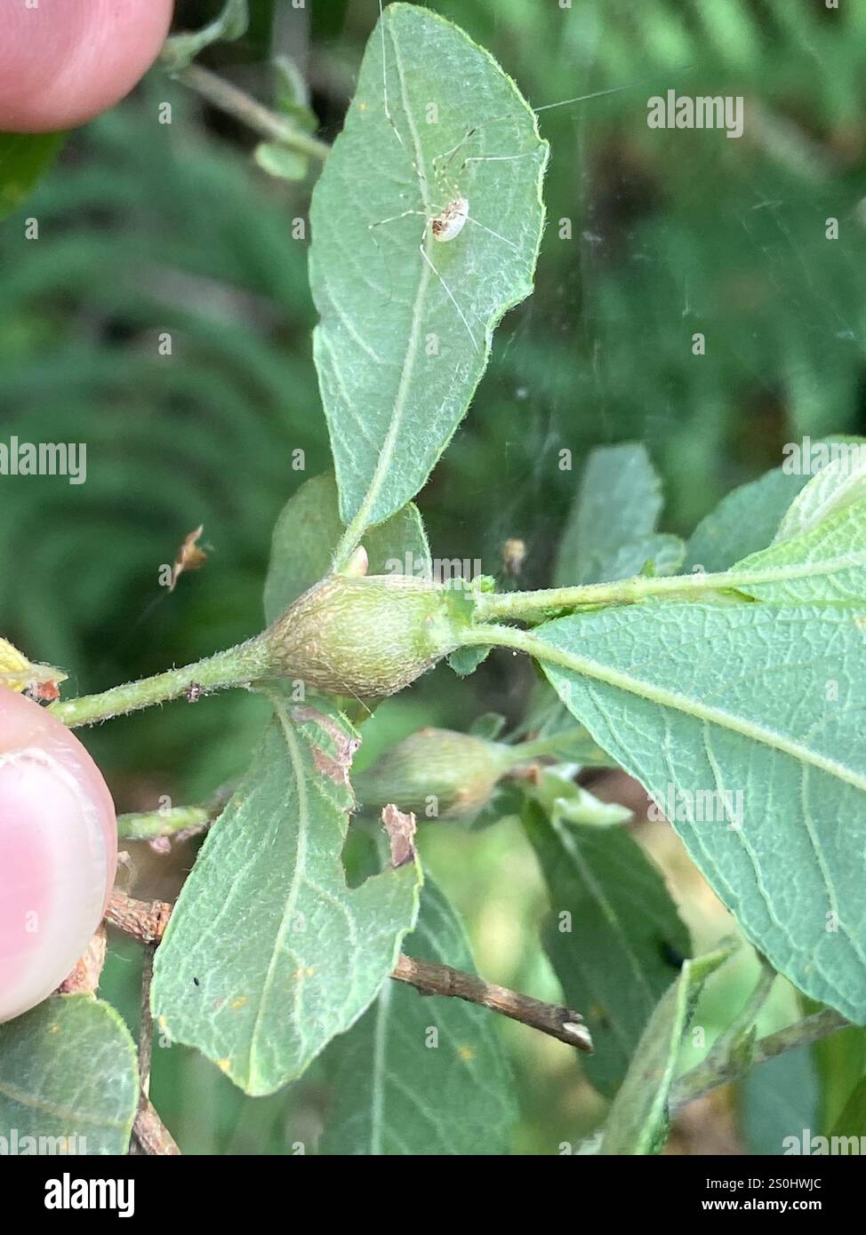 European Willow Stem Gall Midge (Rabdophaga salicis Stock Photo - Alamy