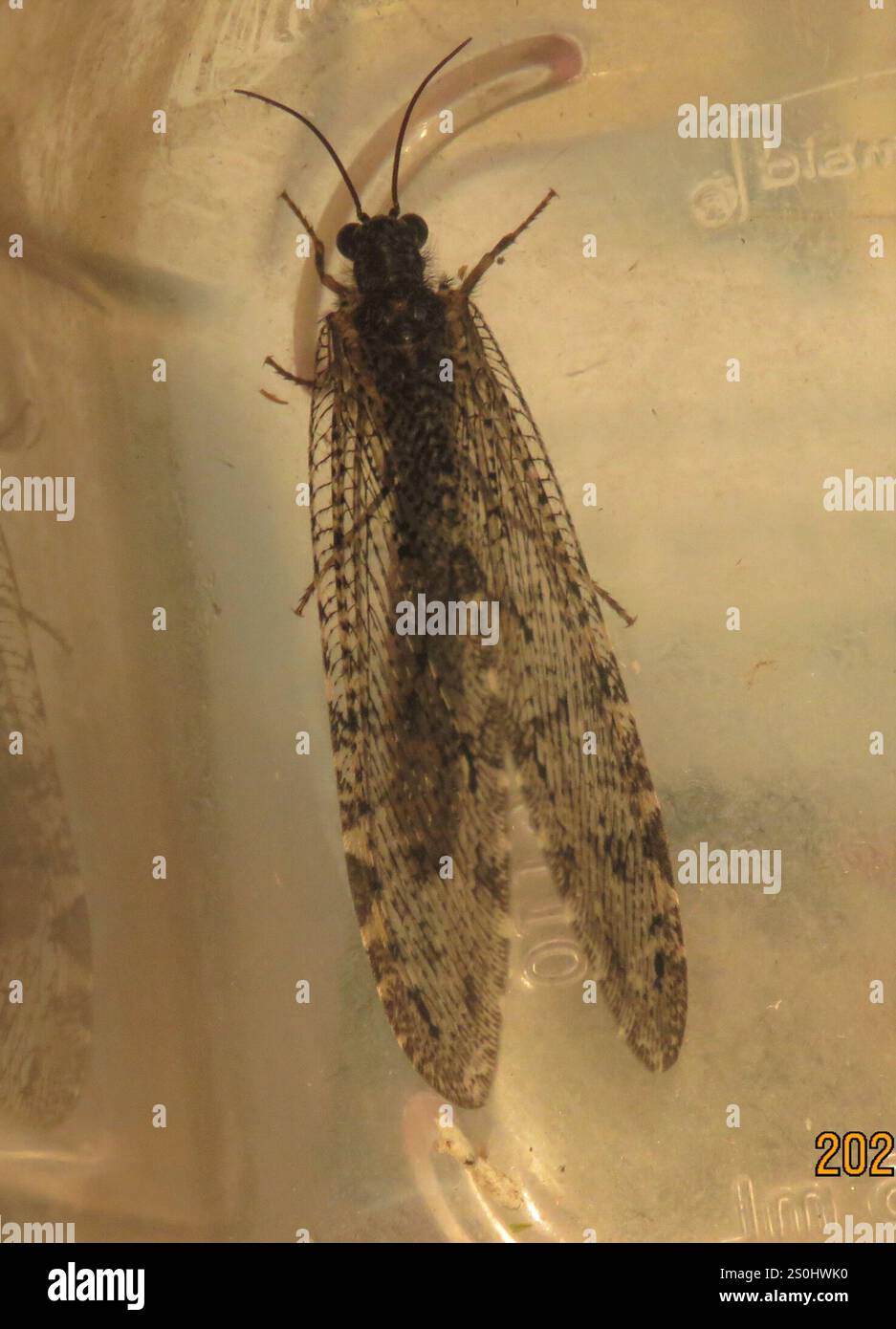 Giant Lacewing (Polystoechotes punctata Stock Photo - Alamy
