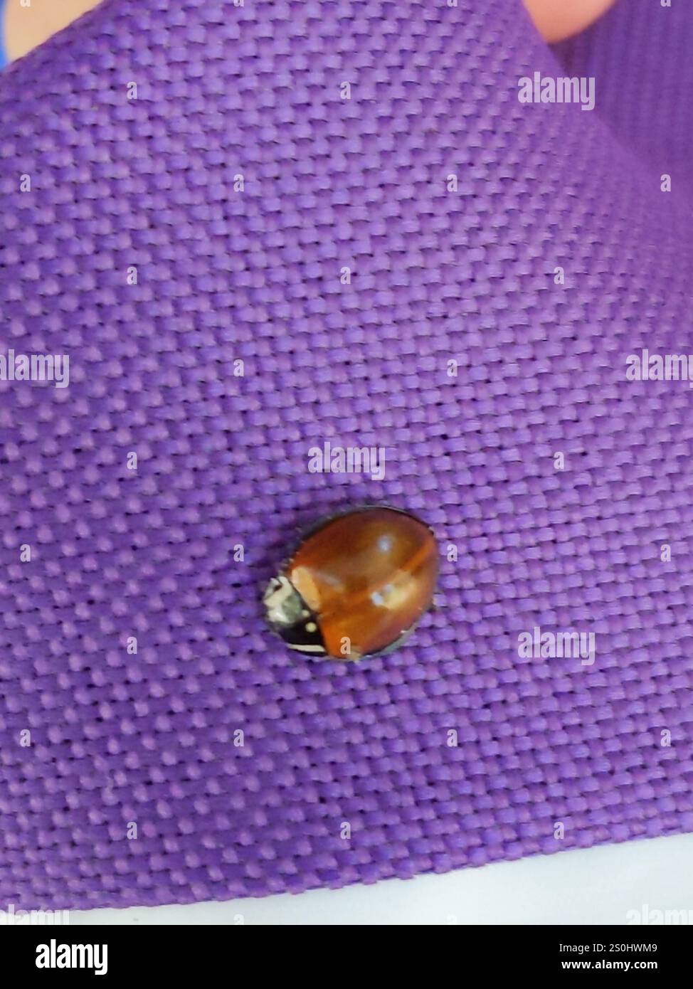 LeConte's Giant Lady Beetle (Anatis lecontei Stock Photo - Alamy