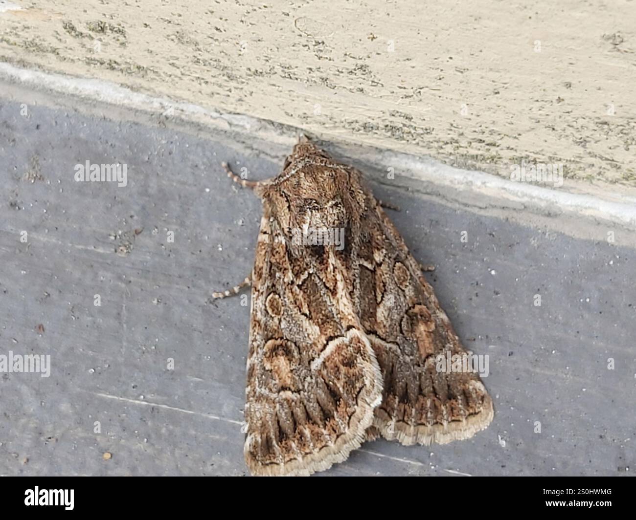 Straw Underwing (Thalpophila matura Stock Photo - Alamy