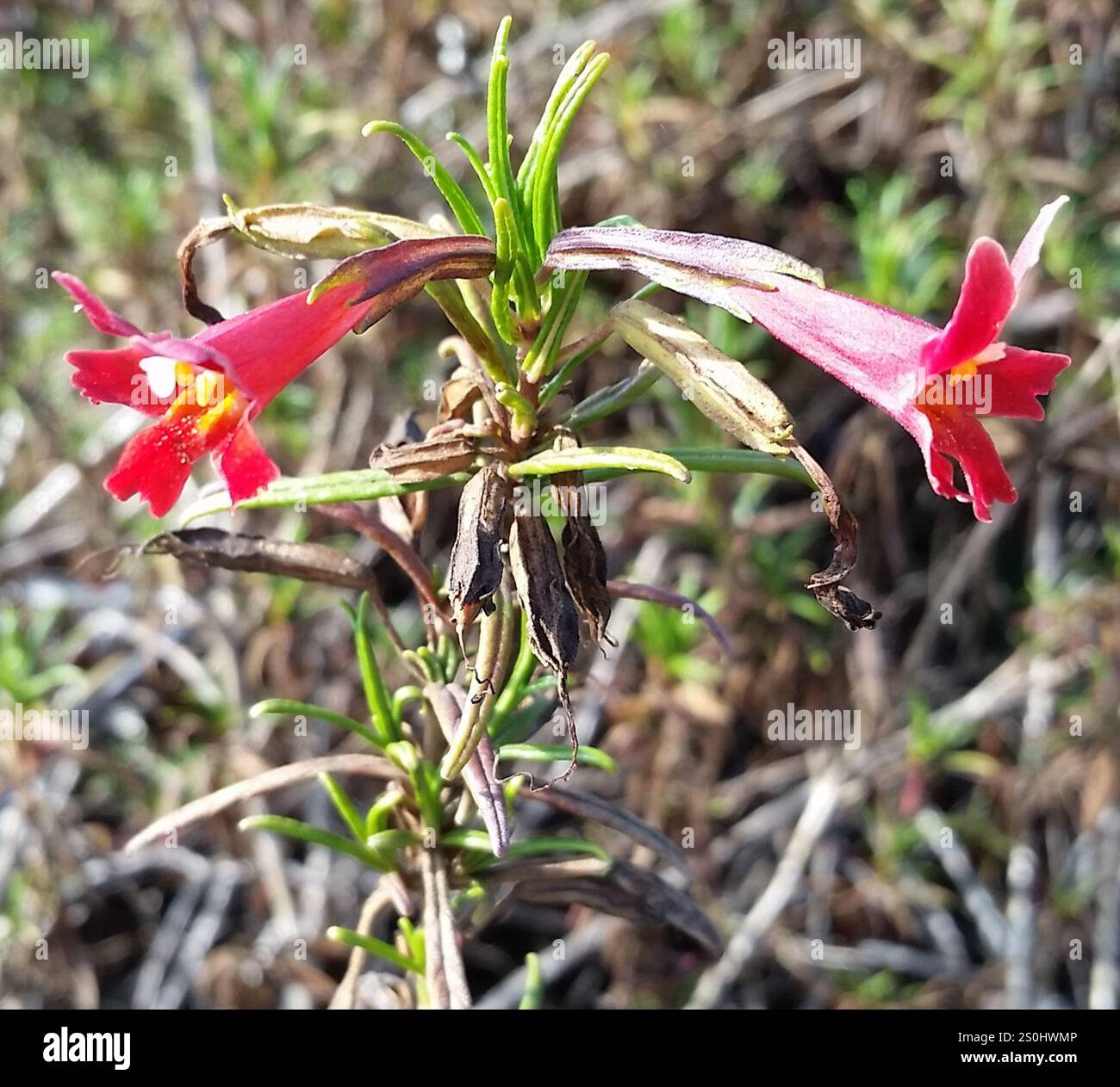 red bush monkeyflower (Diplacus puniceus Stock Photo - Alamy