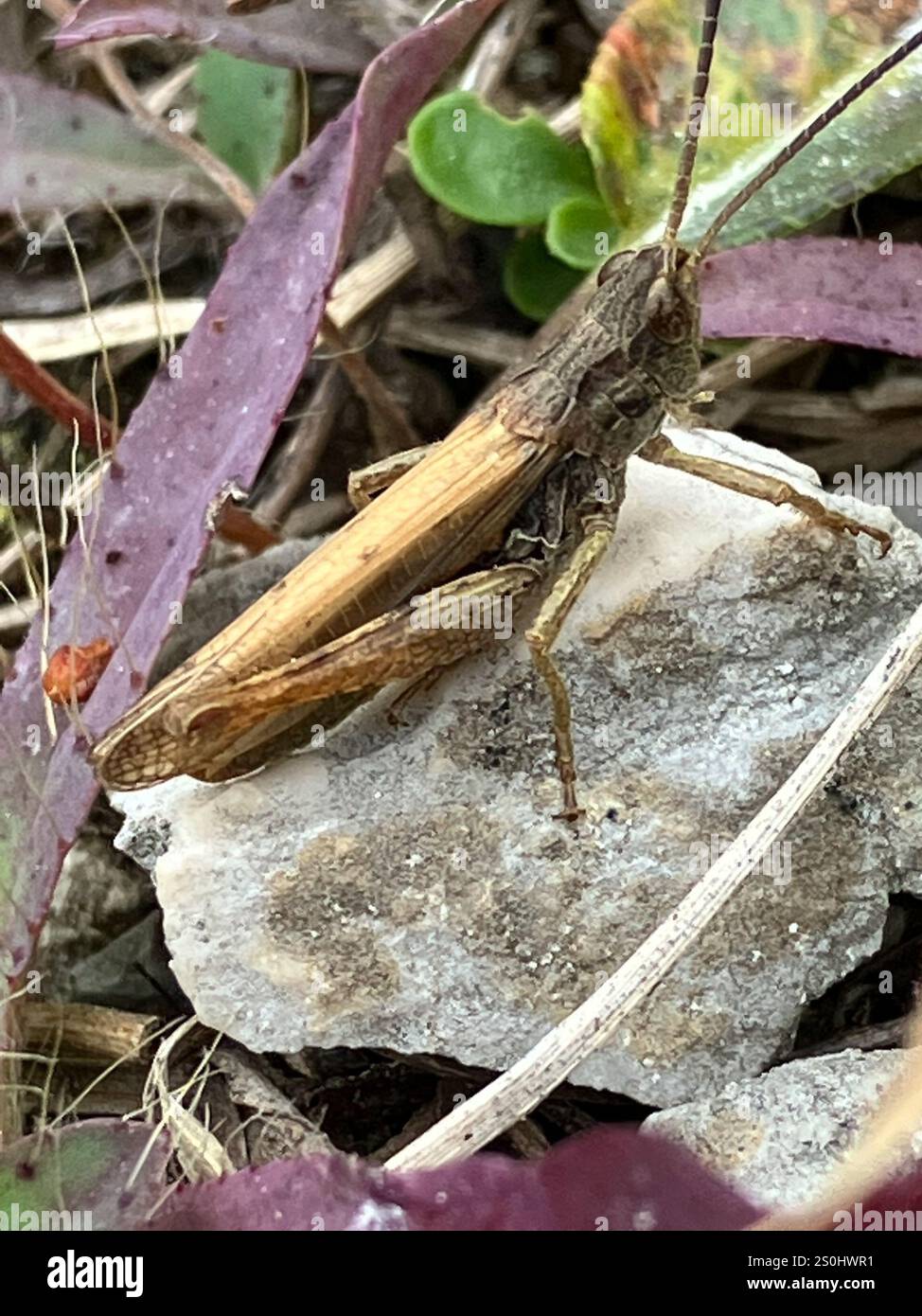 Locomotive Grasshopper (Chorthippus apricarius Stock Photo - Alamy