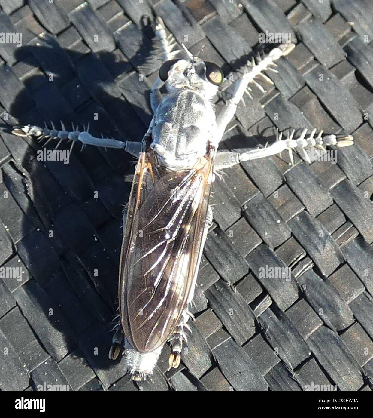 Three-banded Robber Fly (Stichopogon trifasciatus Stock Photo - Alamy
