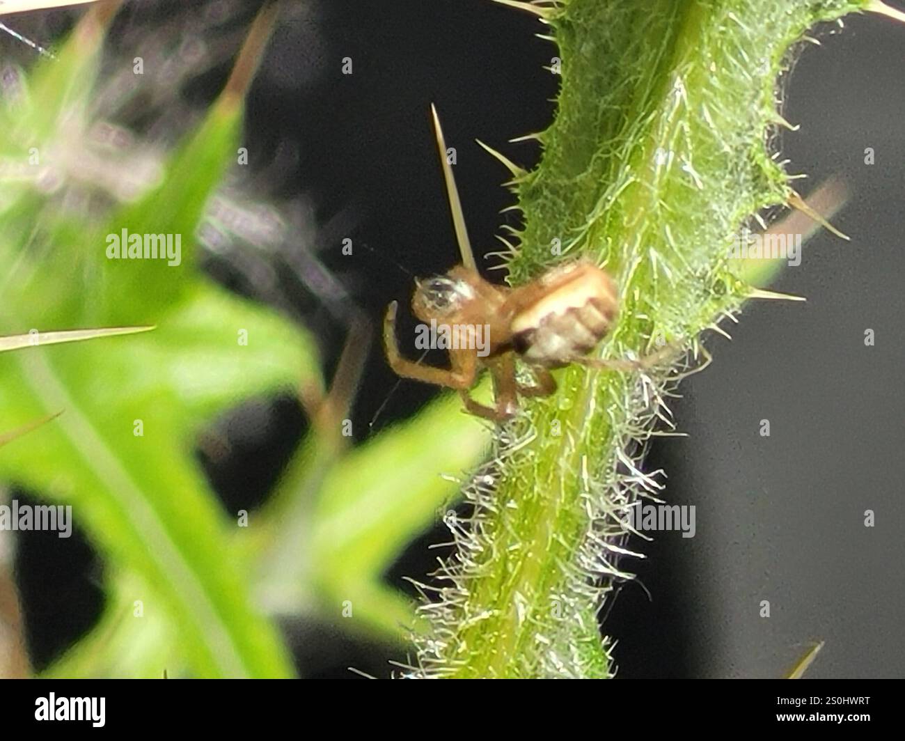 Silver-sided Sector Spider (Zygiella x-notata Stock Photo - Alamy
