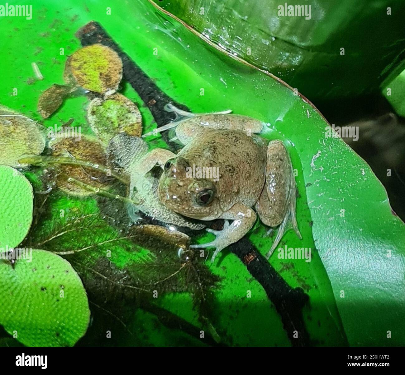 Natal Puddle Frog (Phrynobatrachus natalensis Stock Photo - Alamy
