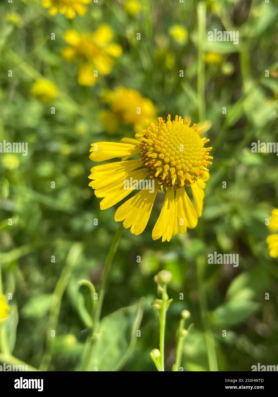 common sneezeweed (Helenium autumnale Stock Photo - Alamy