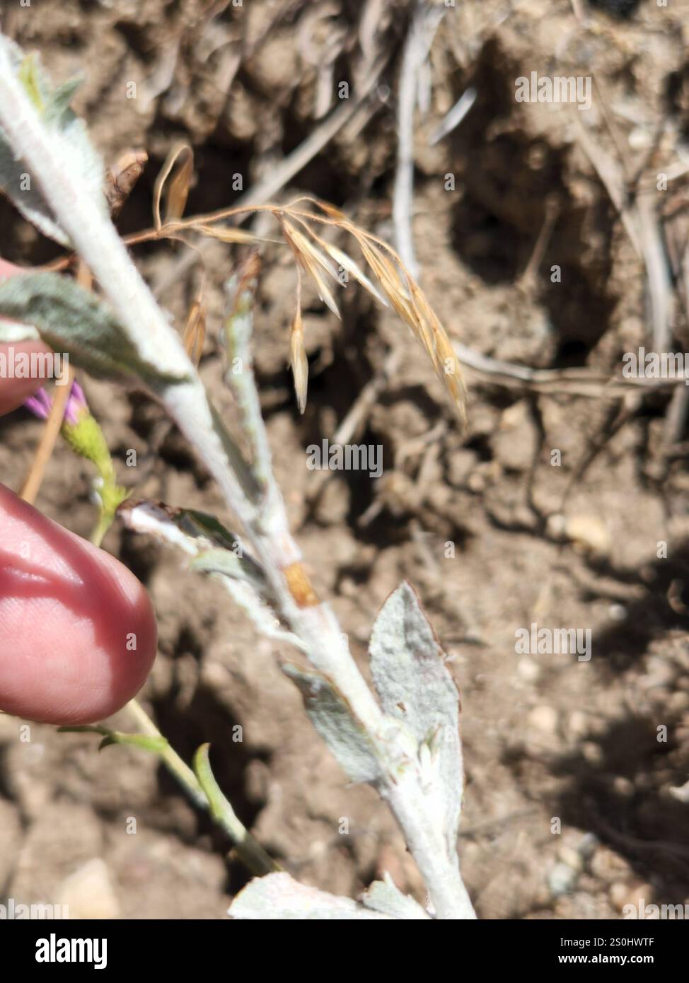 California Aster (Corethrogyne filaginifolia Stock Photo - Alamy