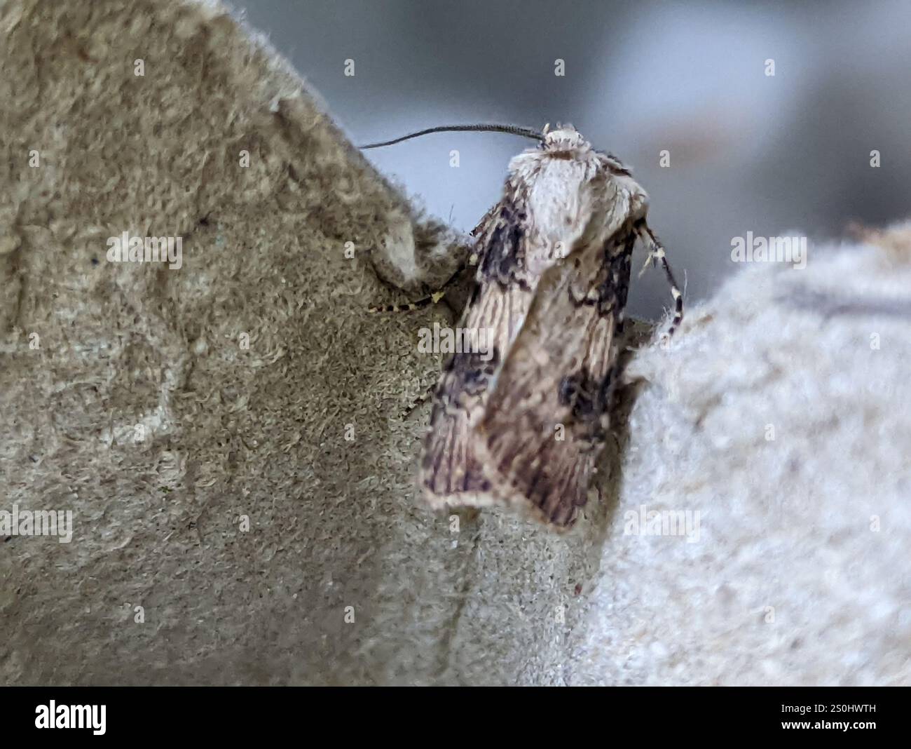 Shuttle-shaped Dart (Agrotis puta Stock Photo - Alamy
